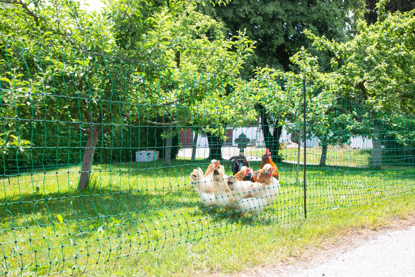 Poultry Netting,Rutland Fencing ... - Kerbl UK Ltd