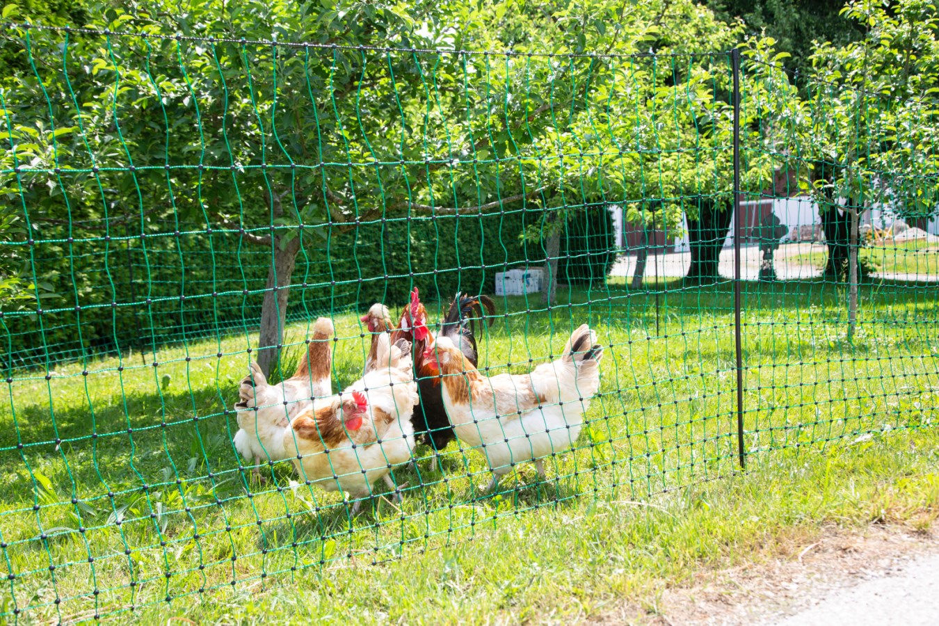 Poultry Netting,Rutland Fencing ... - Kerbl UK Ltd