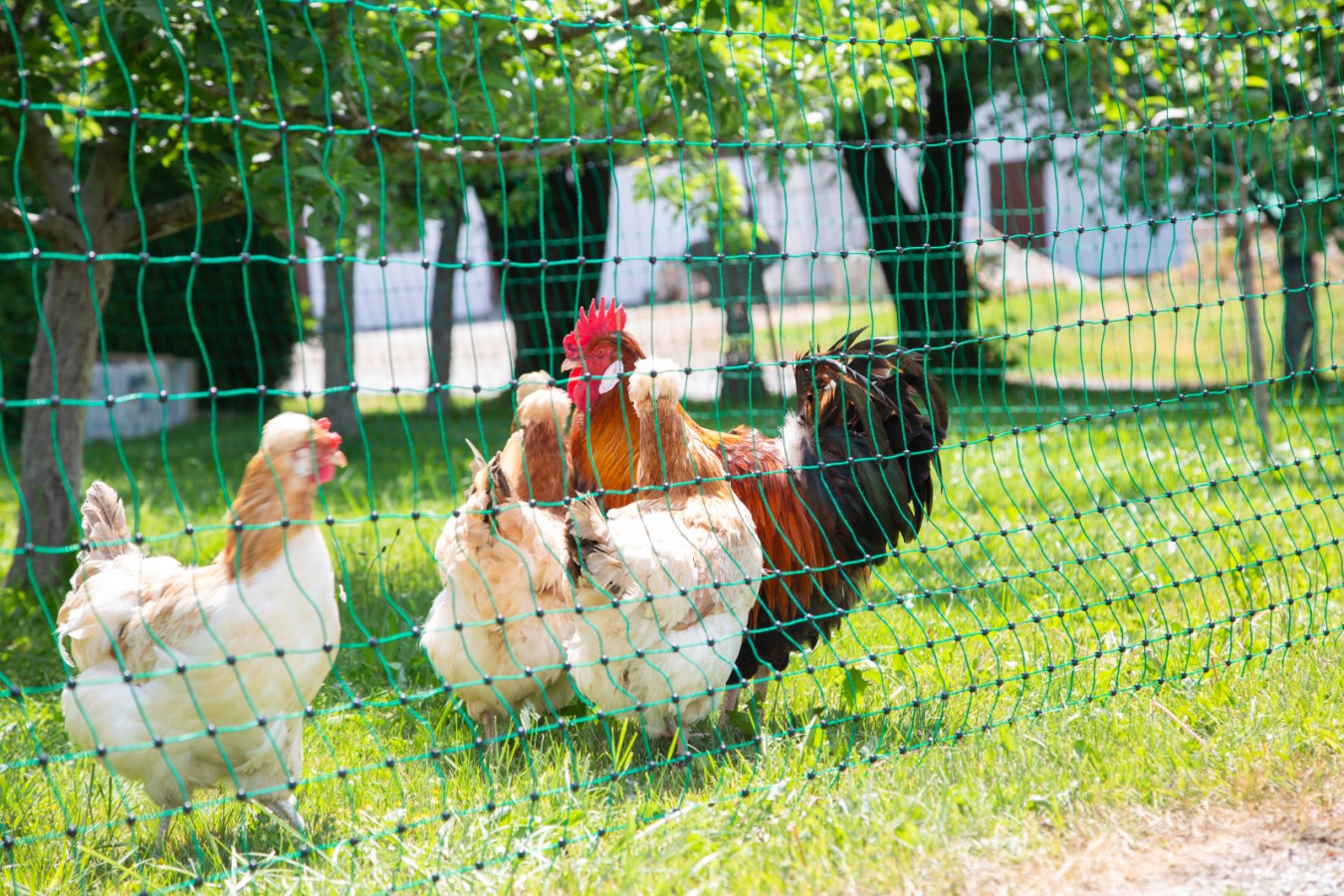 Poultry Netting,Rutland Fencing ... - Kerbl UK Ltd