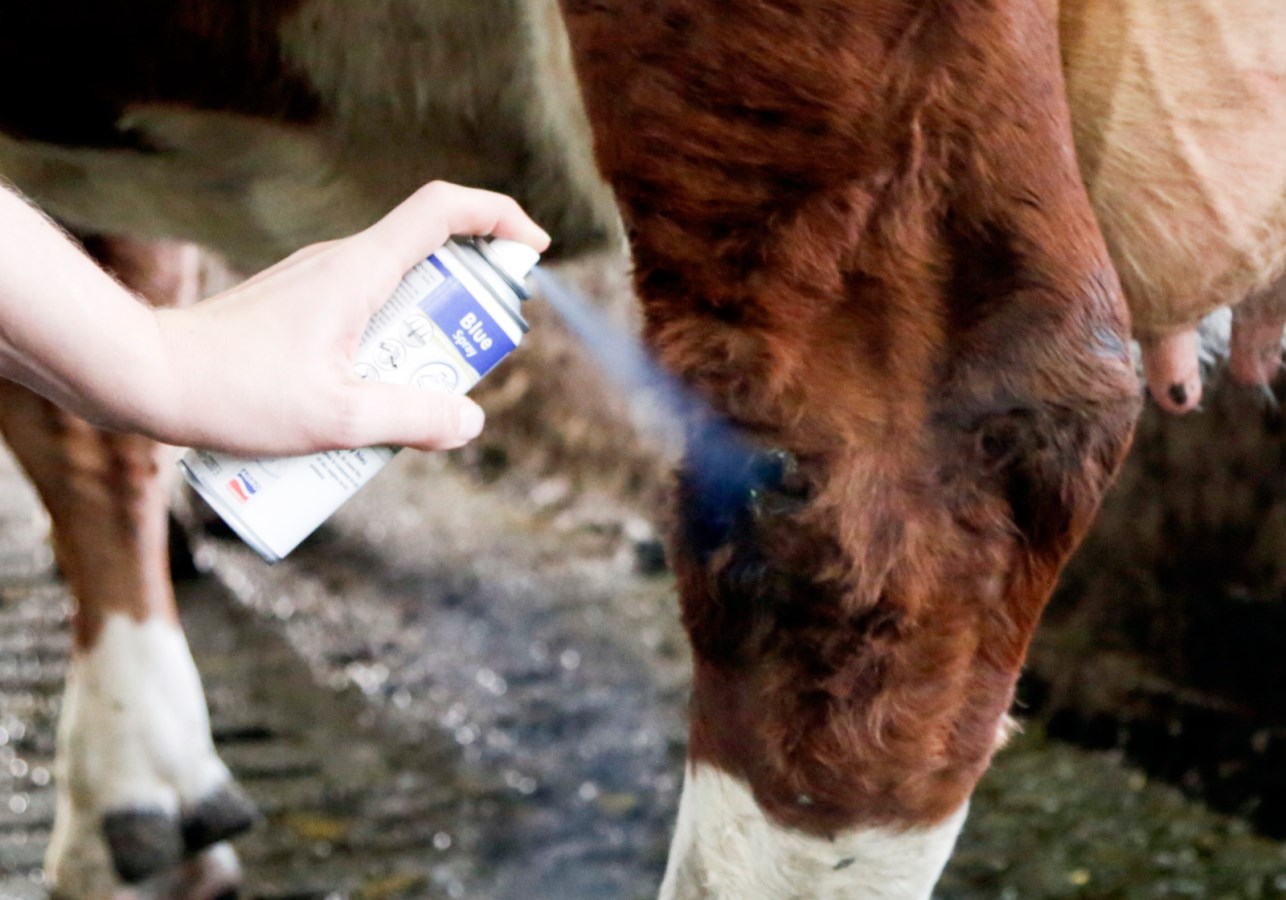Blue Spray,Agricultural Supplie ... - Kerbl UK Ltd