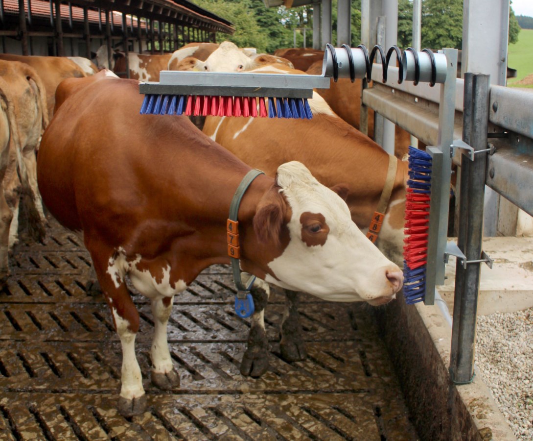 Cattle Brush Lotte,Agricultural ... - Kerbl UK Ltd