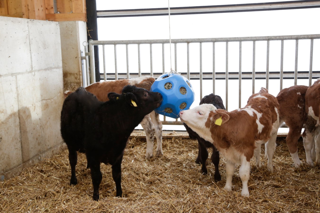 Feed Ball Toy,Agricultural Supp ... - Kerbl UK Ltd