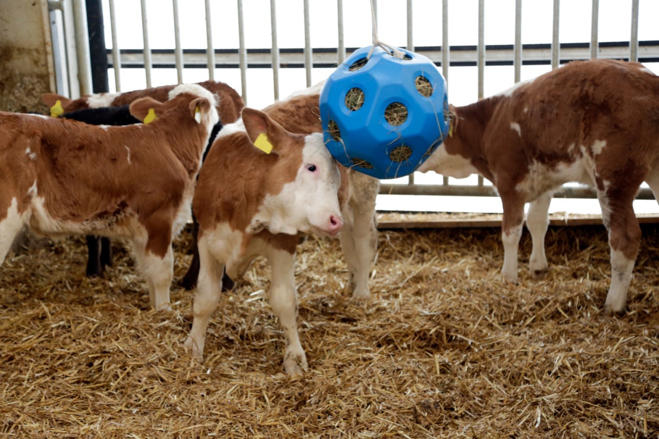 Feed Ball Toy,Agricultural Supp ... - Kerbl UK Ltd