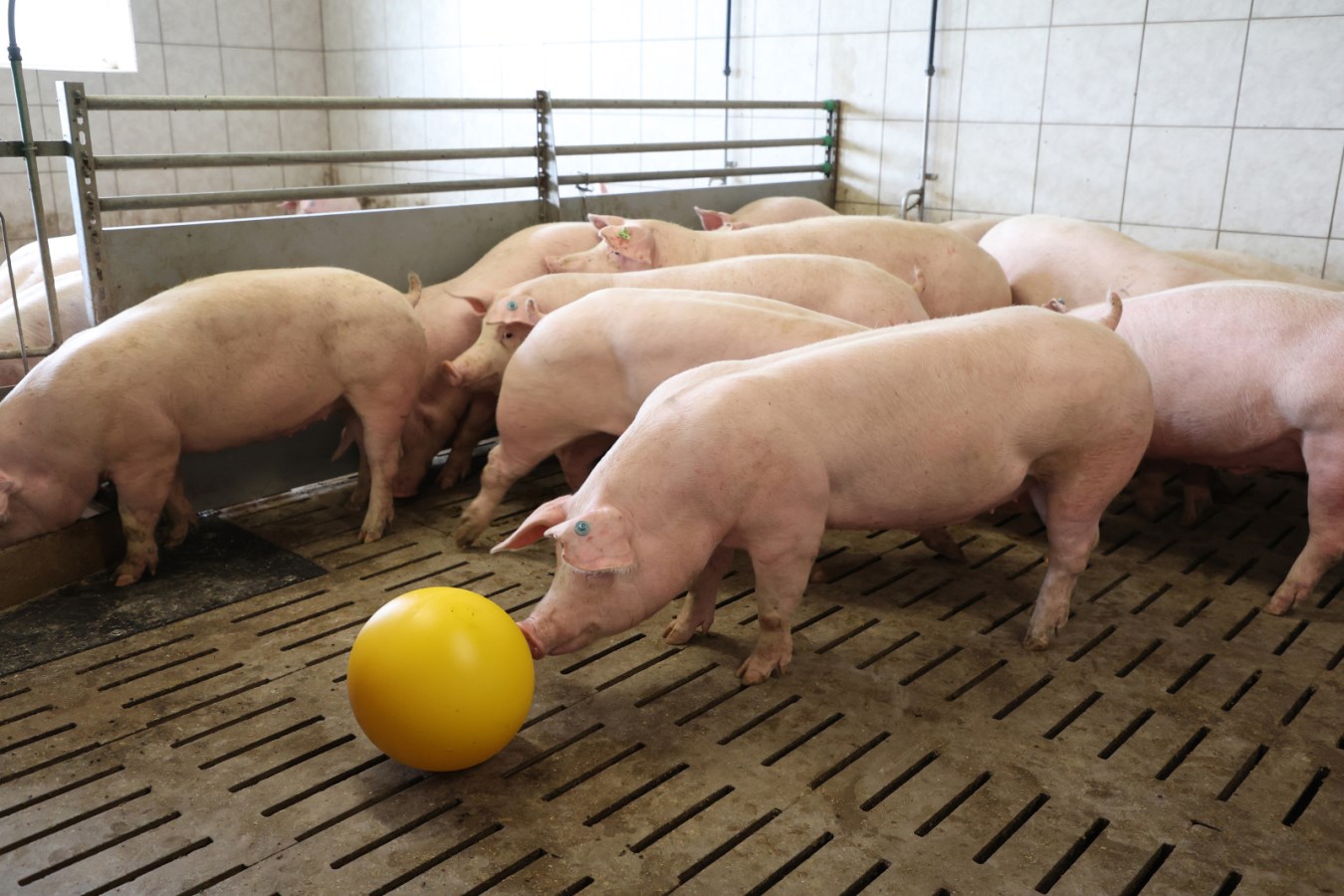 Piglet Ball Anti-Stress,Agricul ... - Kerbl UK Ltd