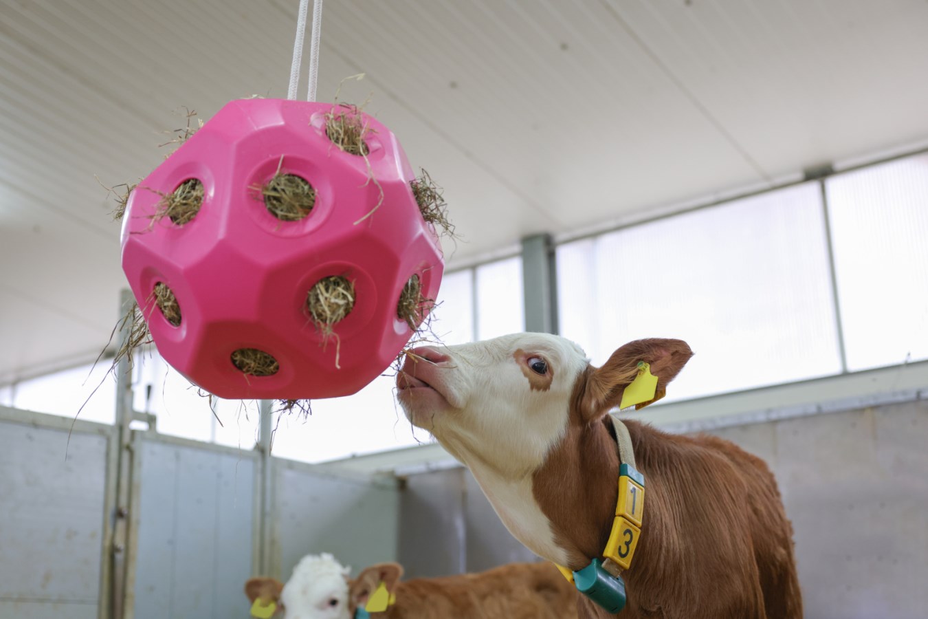 Feed Ball Toy,Agricultural Supp ... - Kerbl UK Ltd