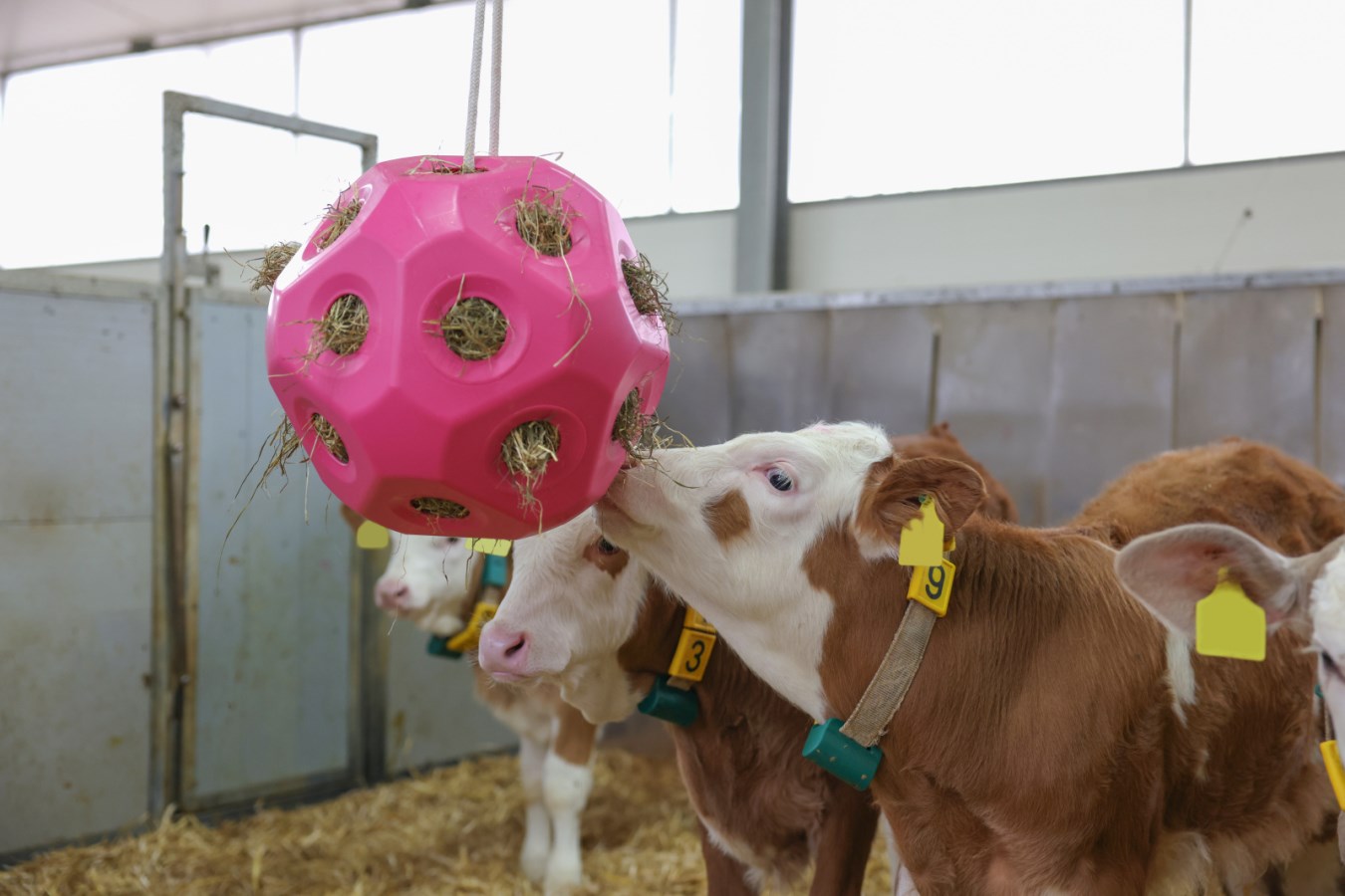 Feed Ball Toy,Agricultural Supp ... - Kerbl UK Ltd