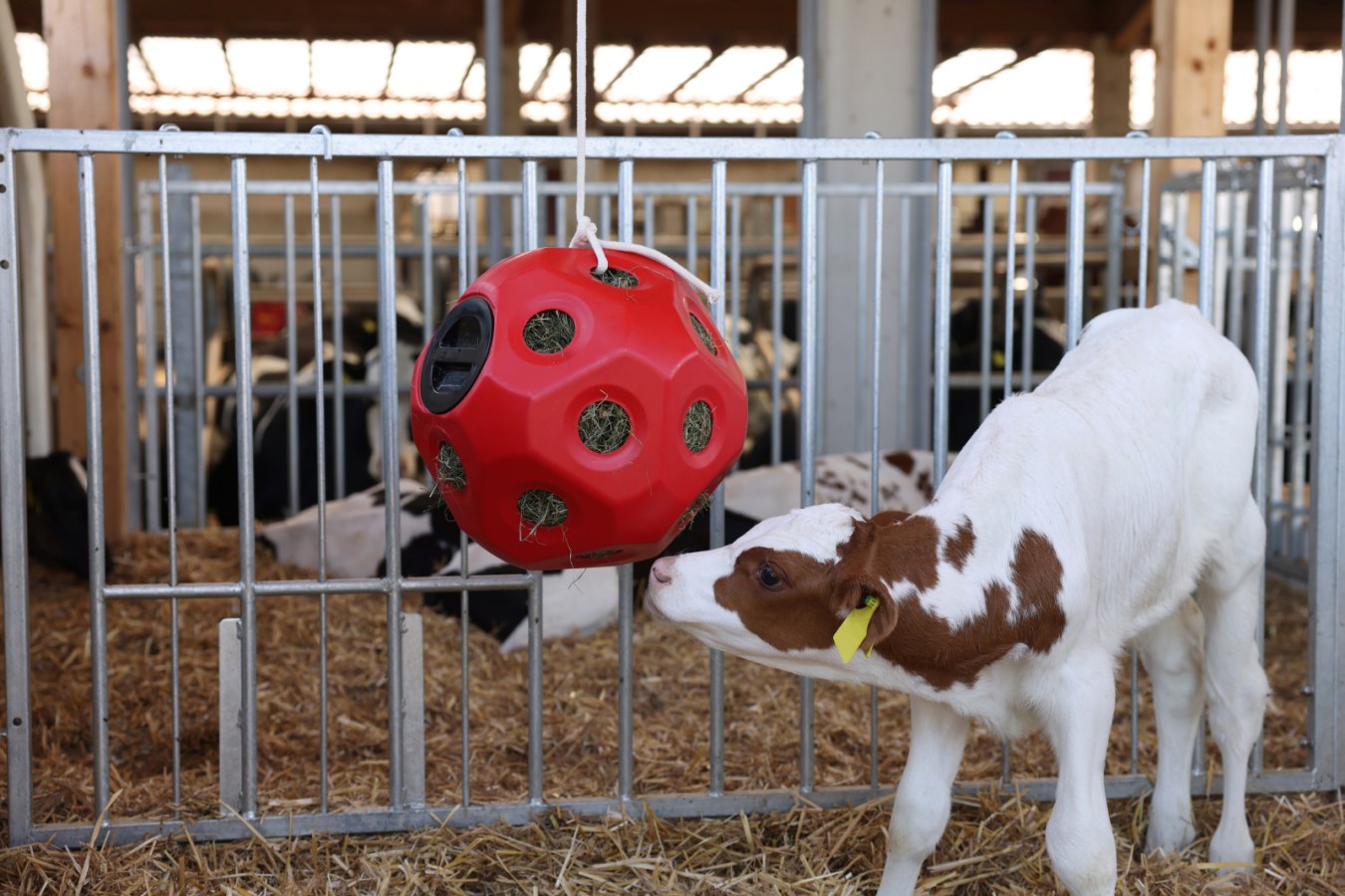 Feed Ball Toy,Agricultural Supp ... - Kerbl UK Ltd