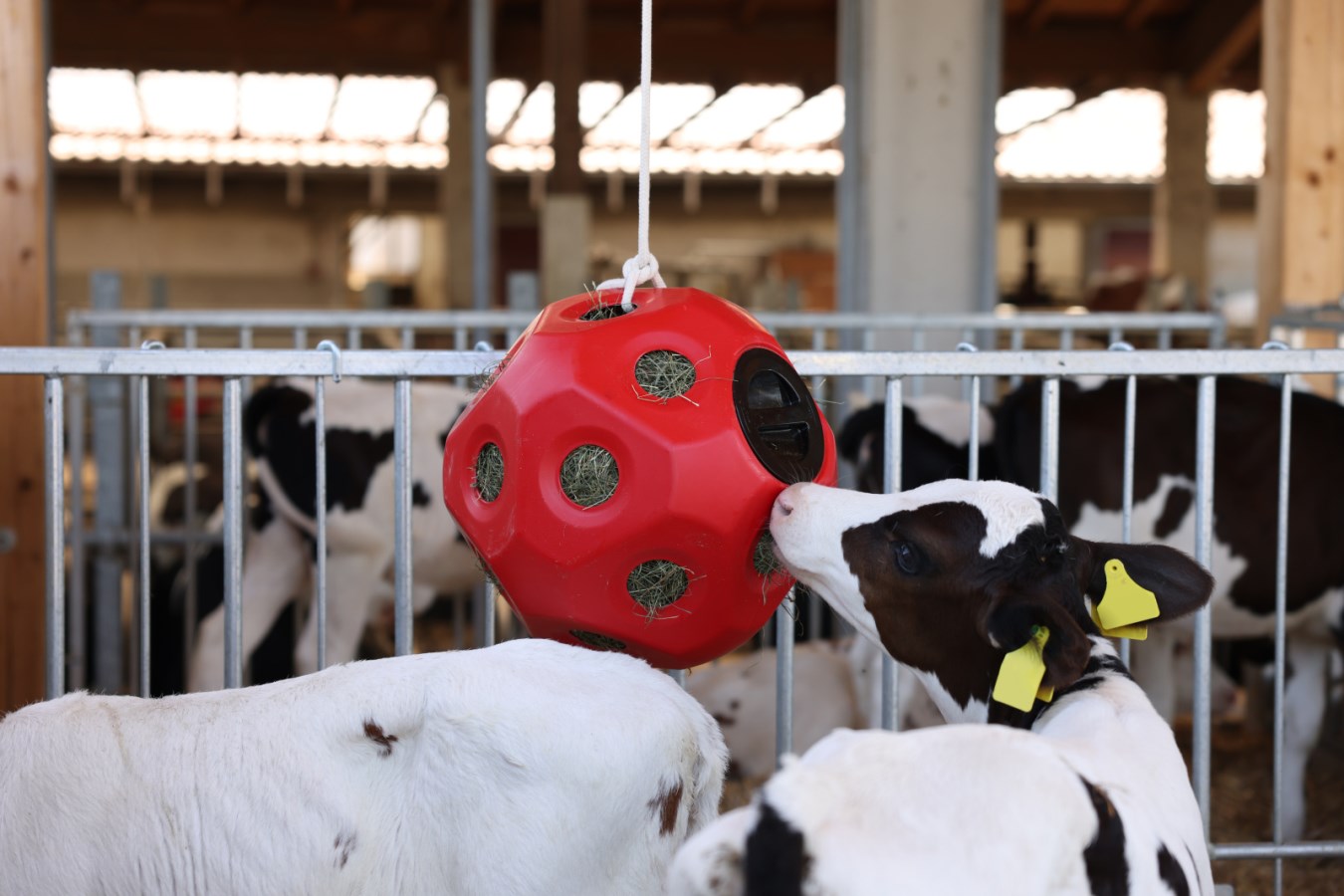 Feed Ball Toy,Agricultural Supp ... - Kerbl UK Ltd