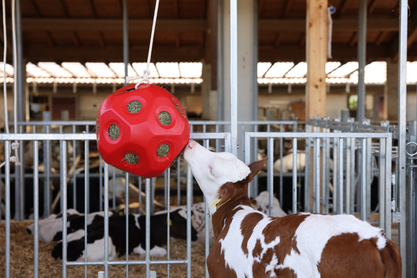Feed Ball Toy,Agricultural Supp ... - Kerbl UK Ltd