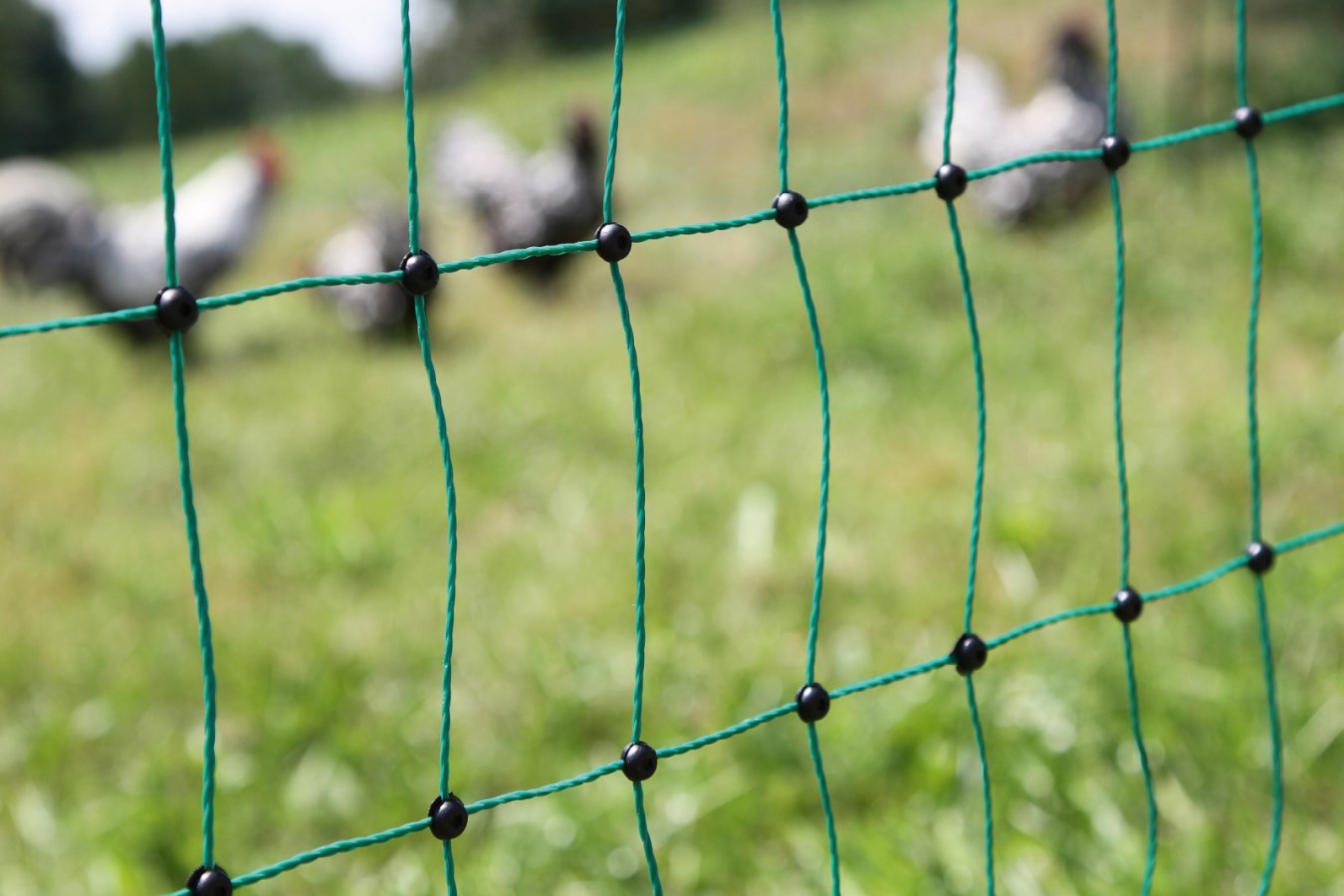 Poultry Netting,Rutland Fencing ... - Kerbl UK Ltd