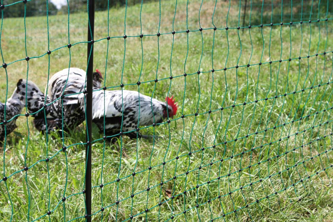 Poultry Netting,Rutland Fencing ... - Kerbl UK Ltd