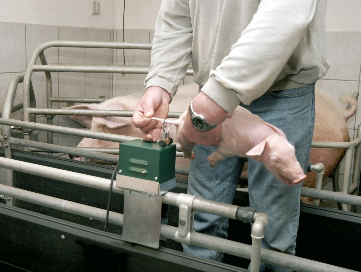 Tail Docker with Transformer,Ag ... - Kerbl UK Ltd