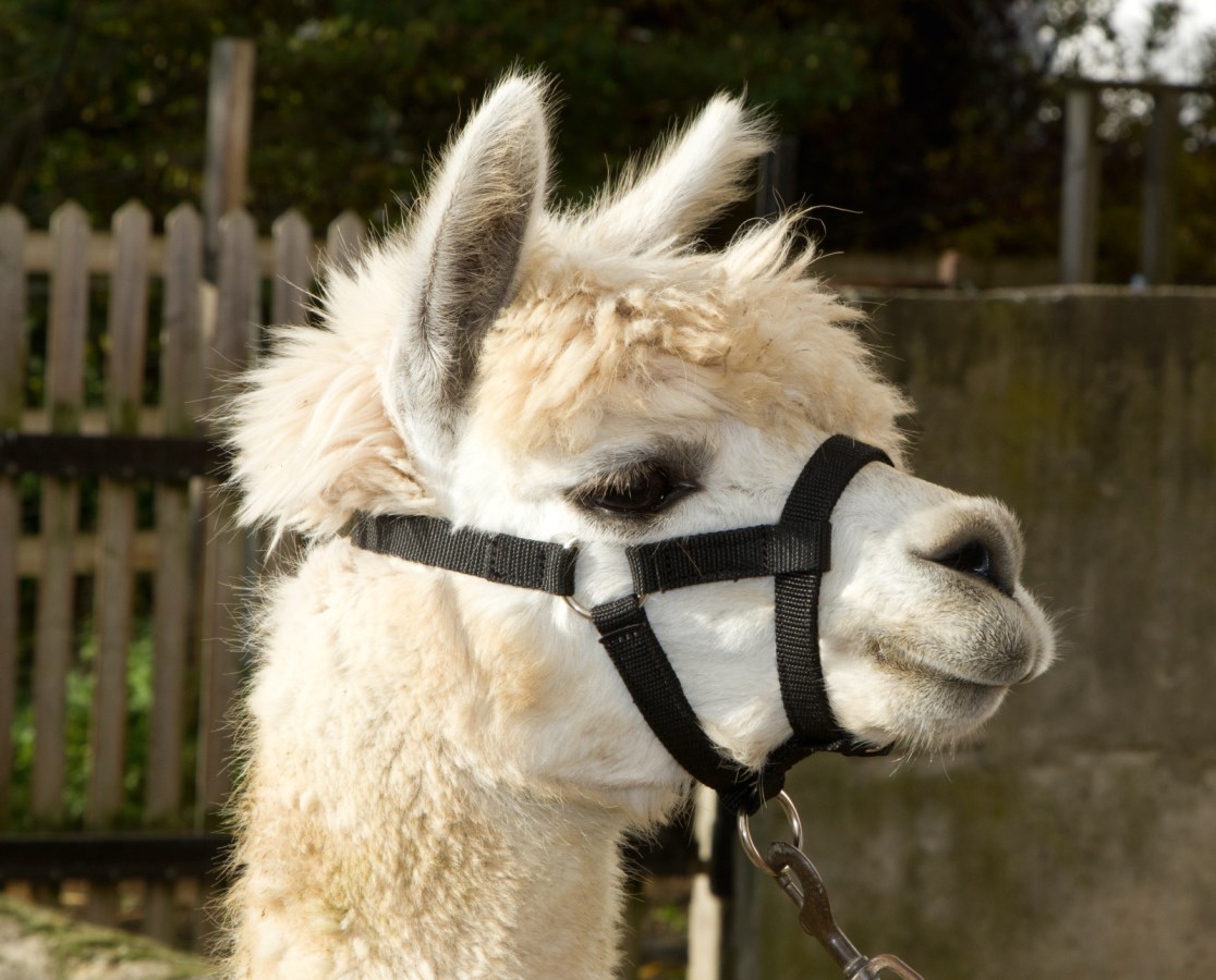 Alpaca Halter,Agricultural Supp ... - Kerbl UK Ltd