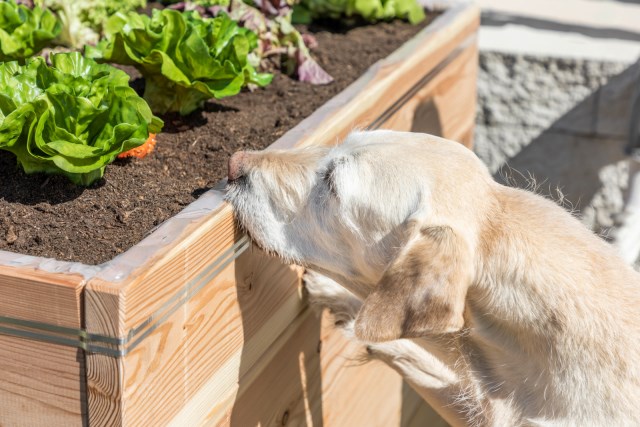 SnailStop Electric Slug Fence,S ... - Kerbl UK Ltd