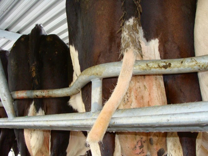 Cow Tail Trimmer TailWell,Agric ... - Kerbl UK Ltd
