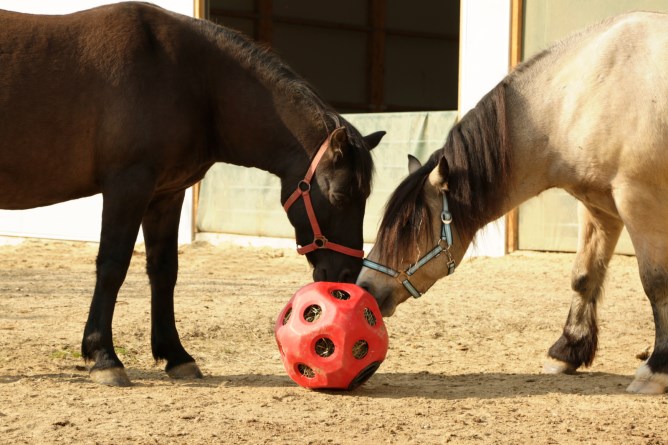 Feed Ball Toy,Agricultural Supp ... - Kerbl UK Ltd