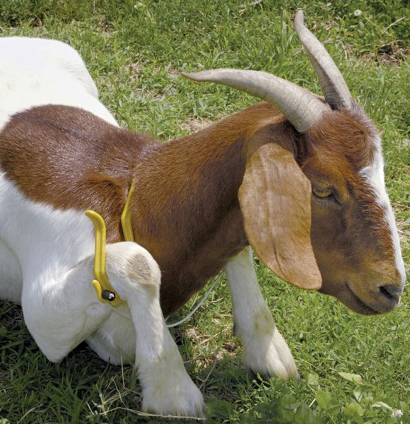 Sheep Restrainer GAMBREL,Agricu ... - Kerbl UK Ltd