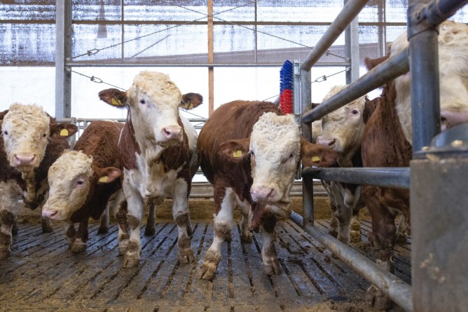 Scratch Brush HAPPYCOW Bully,Ag ... - Kerbl UK Ltd