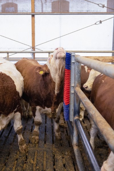 Scratch Brush HAPPYCOW Bully,Ag ... - Kerbl UK Ltd