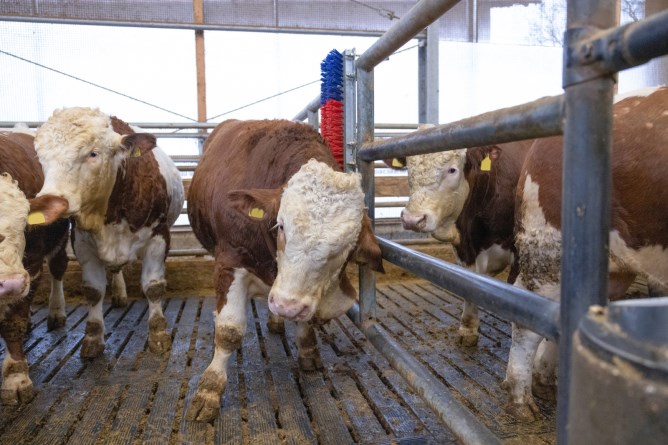 Scratch Brush HAPPYCOW Bully,Ag ... - Kerbl UK Ltd