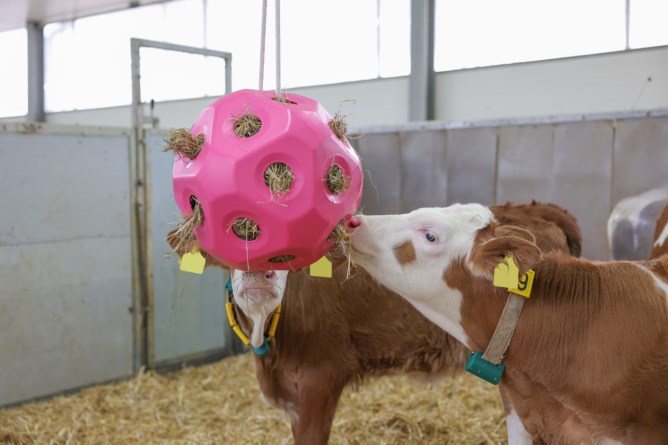 Feed Ball Toy,Agricultural Supp ... - Kerbl UK Ltd