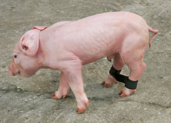 Piglet Splay Leg Tape,Agricultu ... - Kerbl UK Ltd